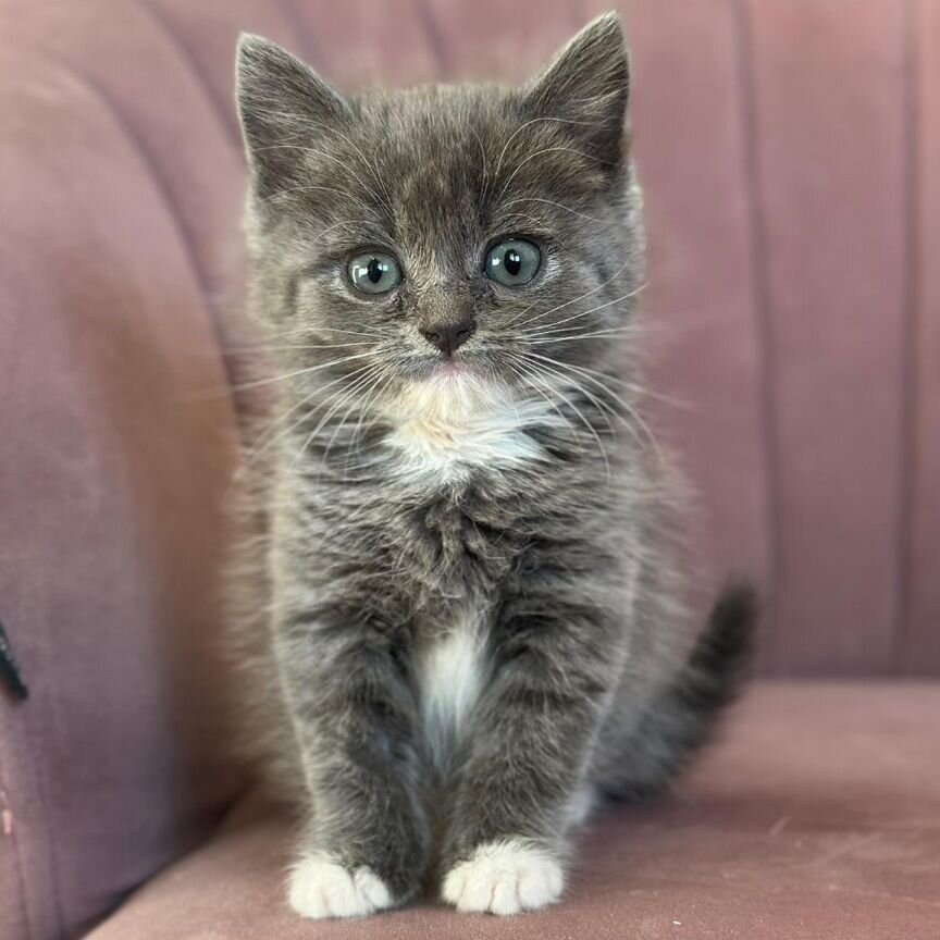 Котенок