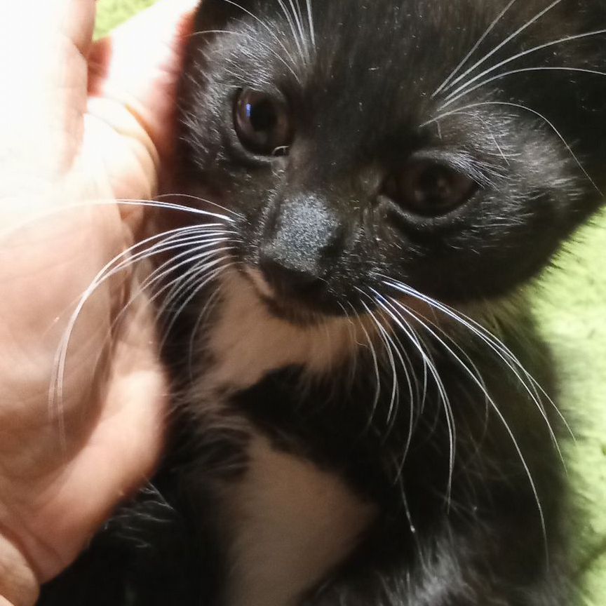 Кошечка. (врач-невролог)