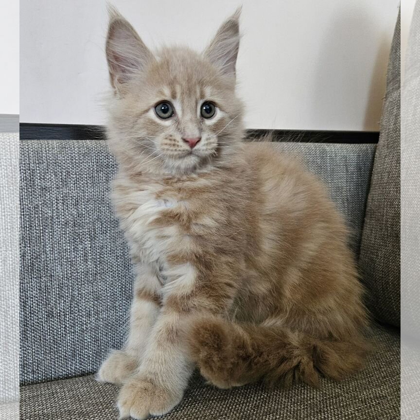 Котята мейн-кунята