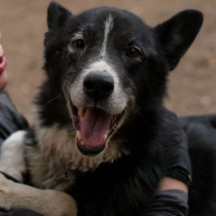 Собака в добрые руки