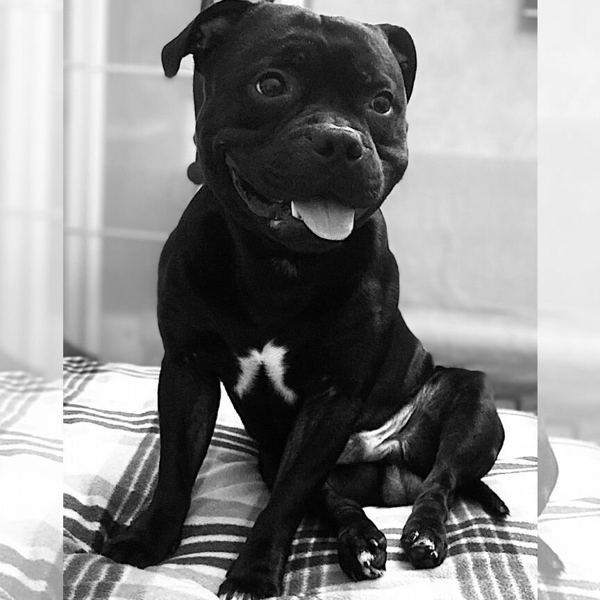 Стаффордширский бультерьер, взрослый пёс