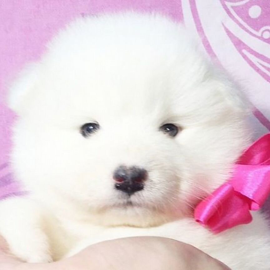 Шикарные белоснежные мишки