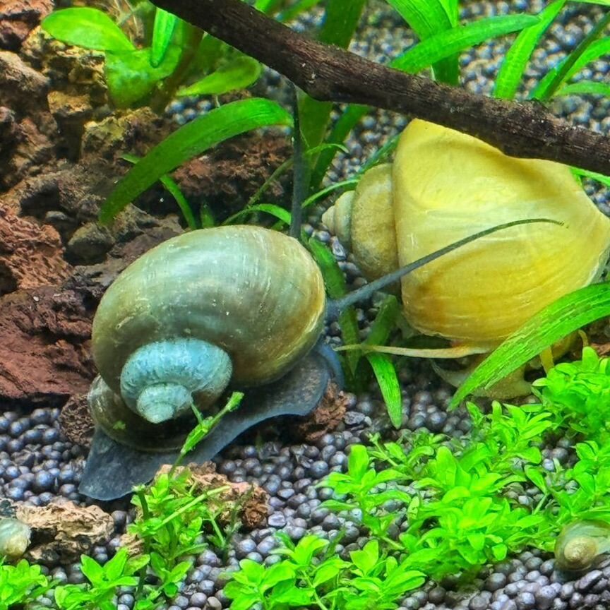 Улитки Ампулярии