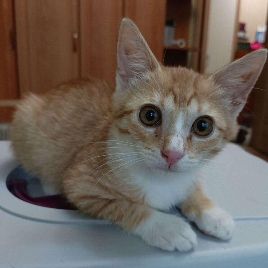 Котята