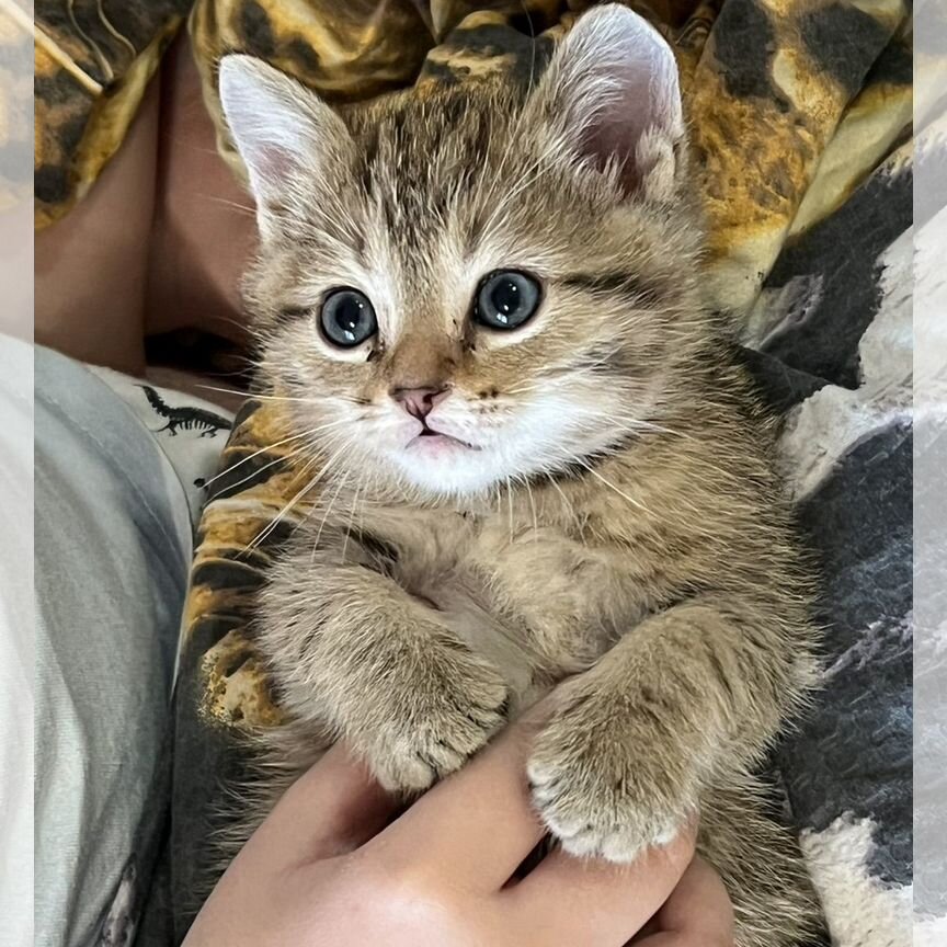 Котенок от британки серебристой шиншиллы