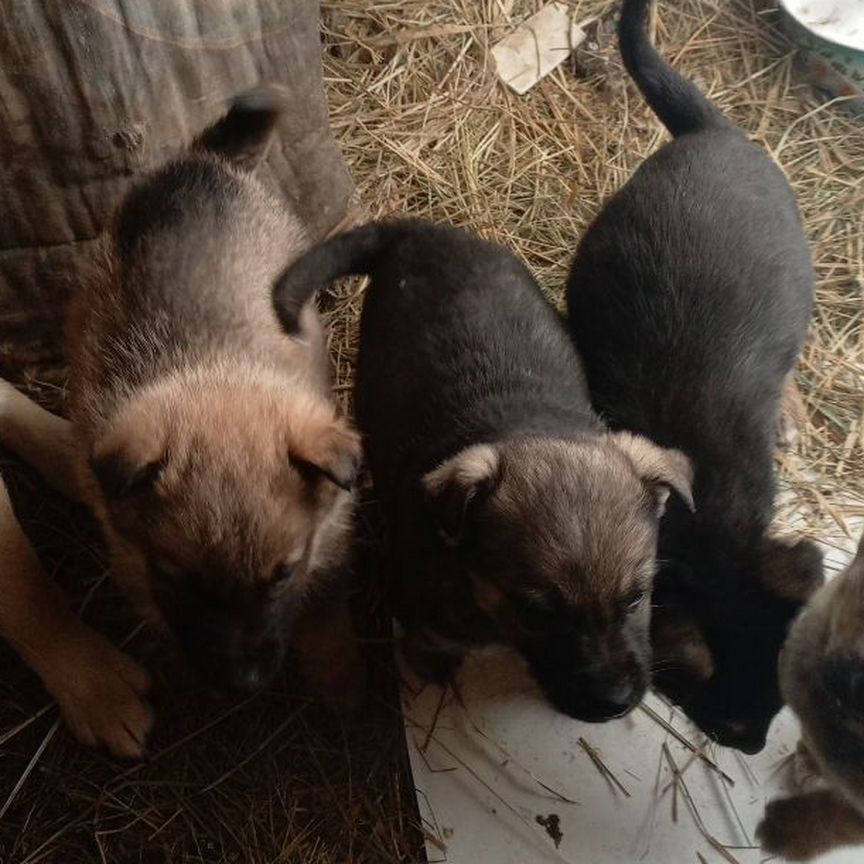 Майорская овчарка, щенок