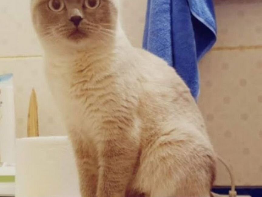 Кошка британка