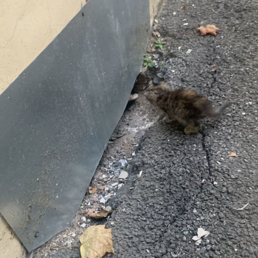 Котята в добрые руки даром