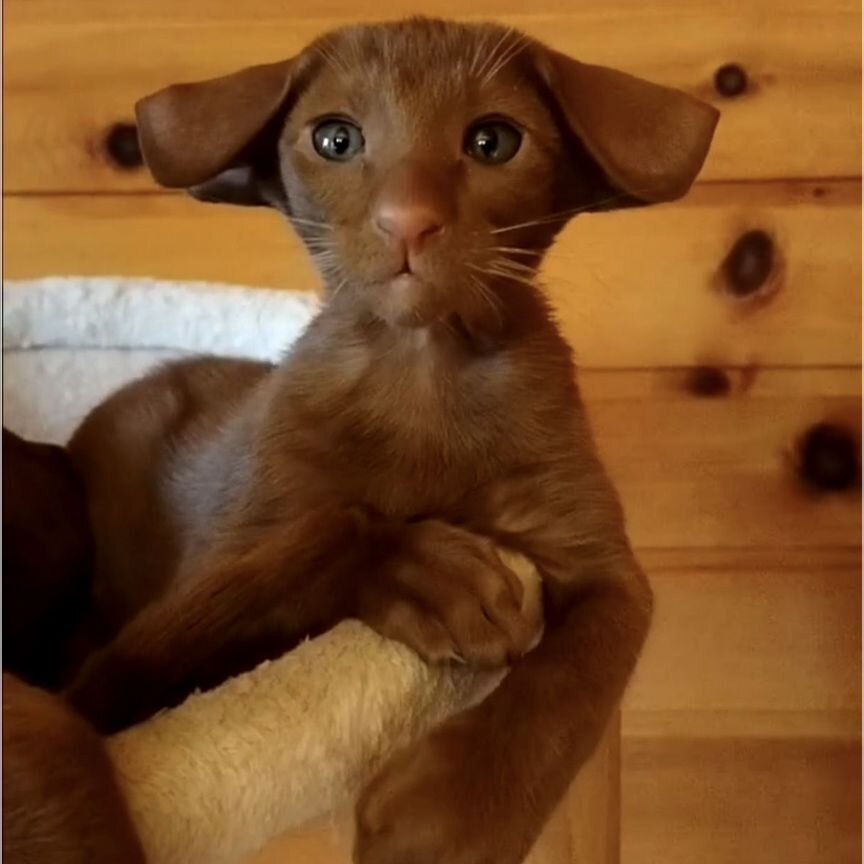 Ориентальный котёнок