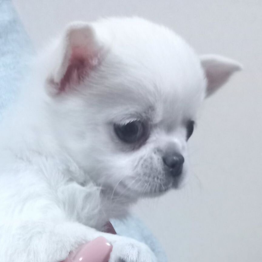 Чихуахуа, щенок