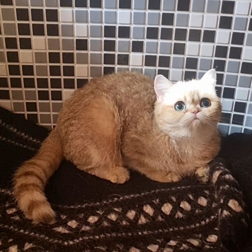 Девочка золотая шиншилла
