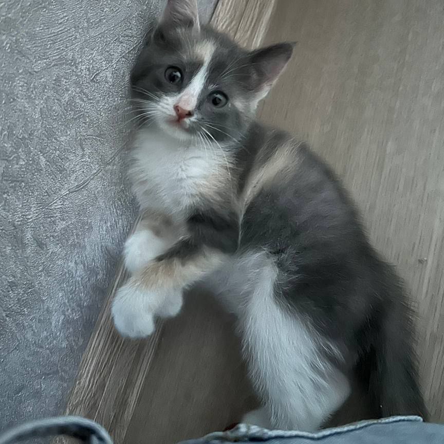 Котенок