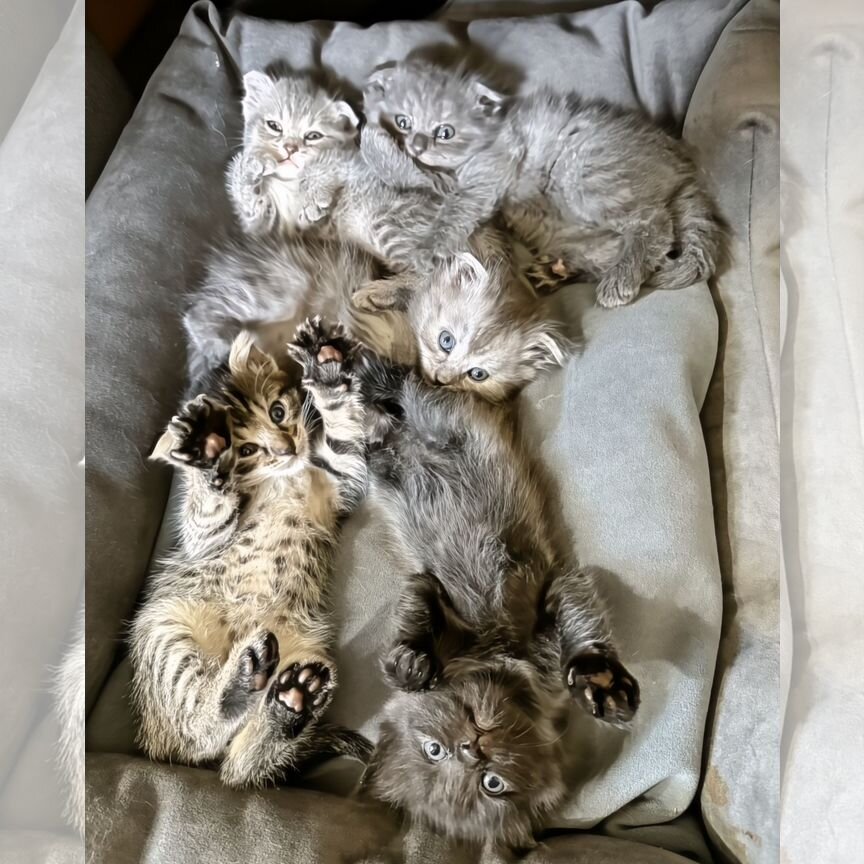 Шотландский вислоухий длинношёрстный котёнок