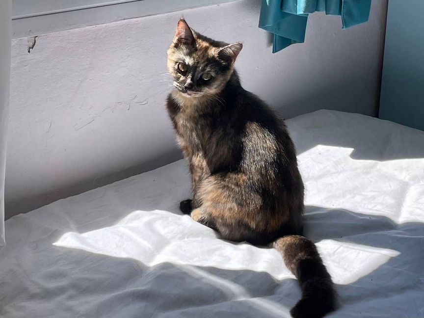 Кошка в дар