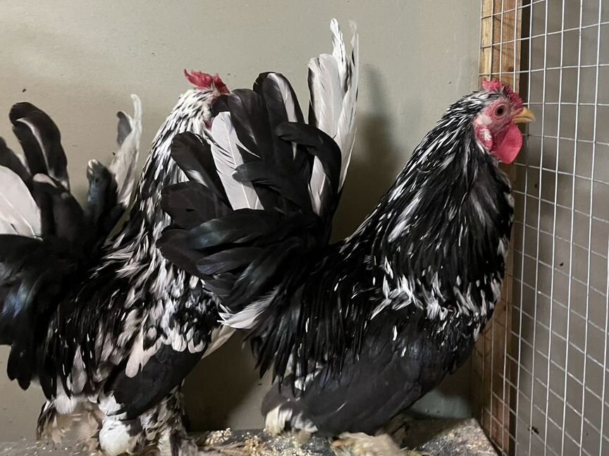 Питух Турецкий испенч-королек