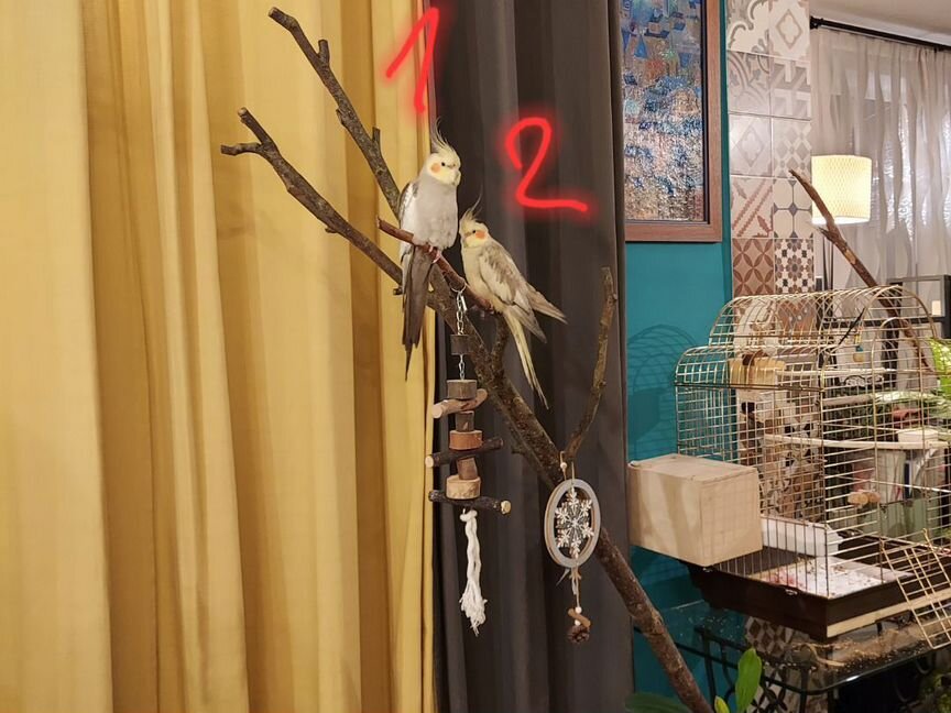 Попугаи карелла