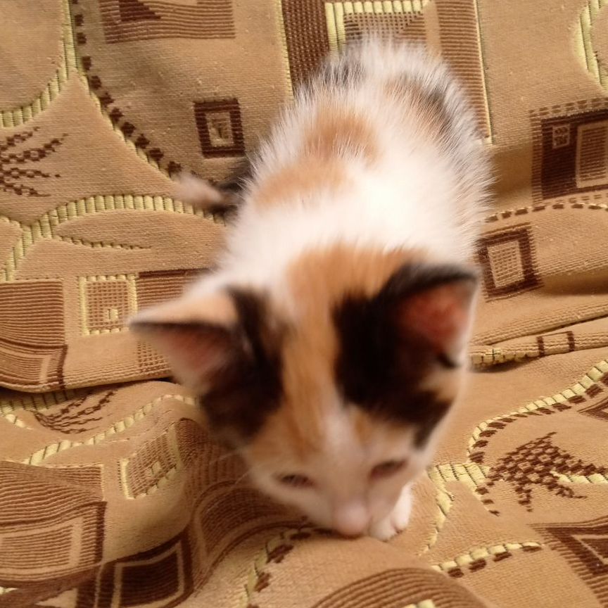 Котята в добрые руки девочки, родились 4 февраля