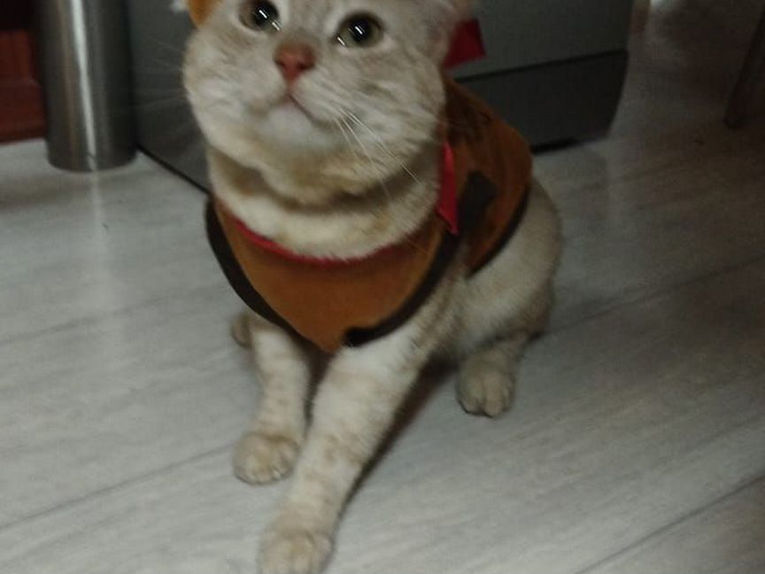 Басик ищет себе дом