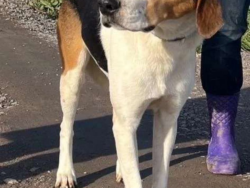 Собака кобель из породы гончих в добрые руки