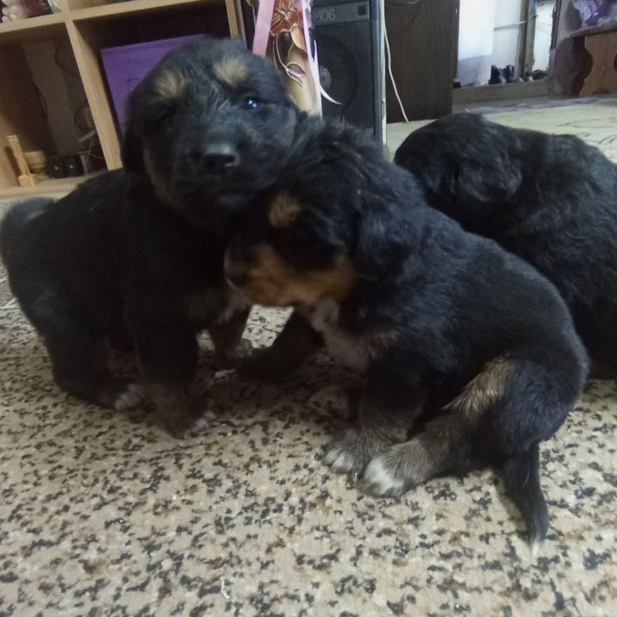 Щенки в добрые руки