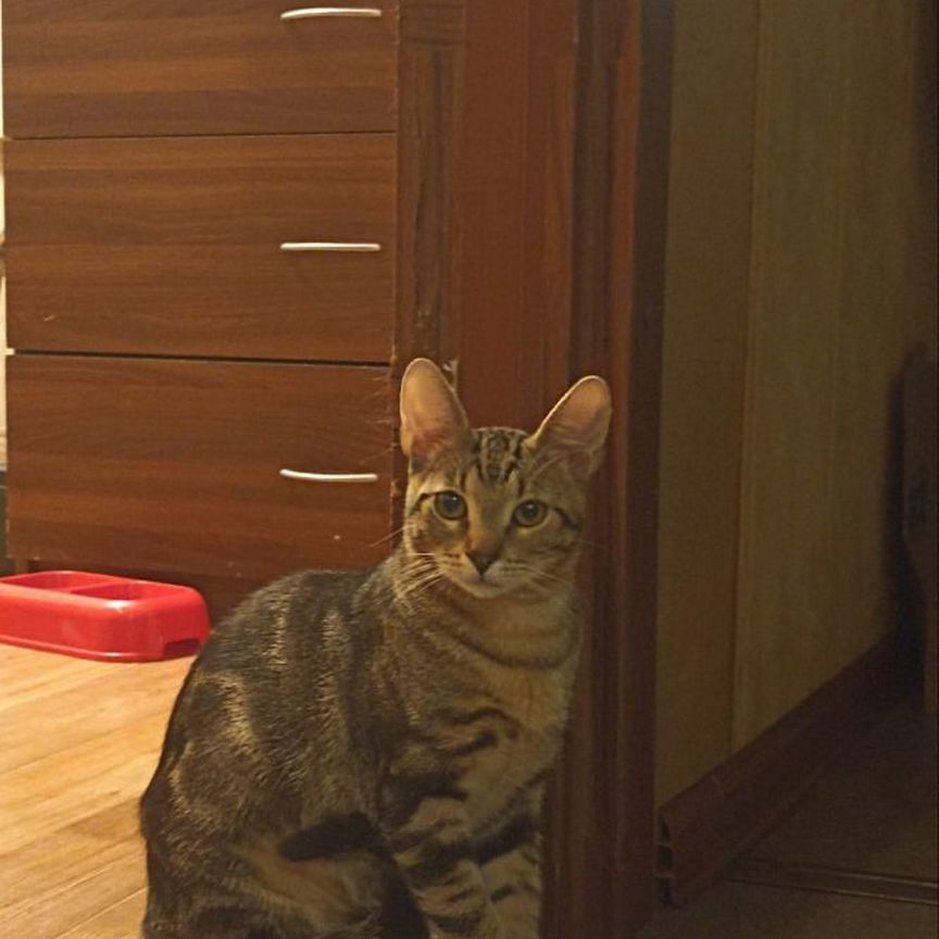 Котёнок подросток 7 мес ждёт