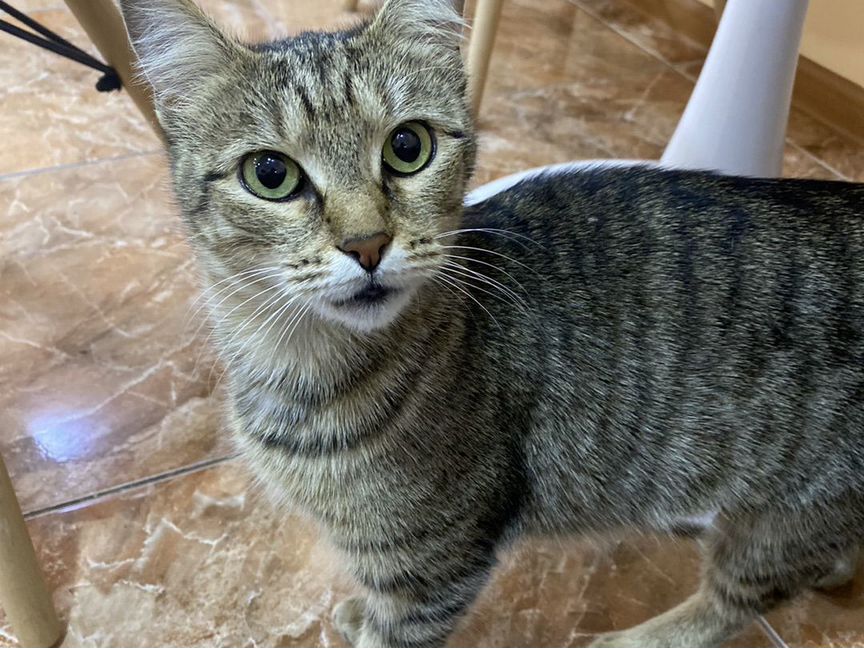 Предали и бросили. Ласковая полосатая табби кошка