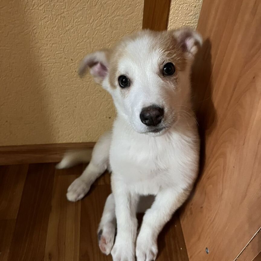 Отдам щенка в добрые руки