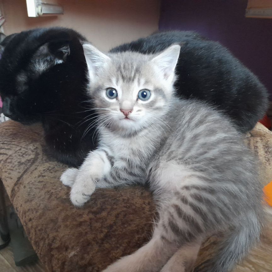 Серенький,милый котик