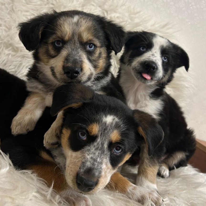 Голубоглазые щенки