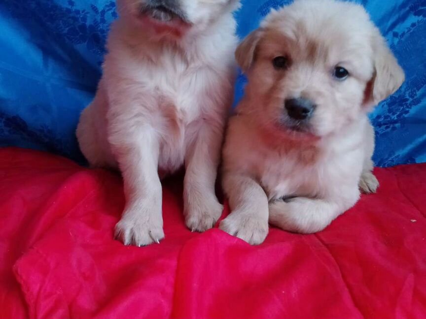 Золотистый ретривер мальчик и девочка