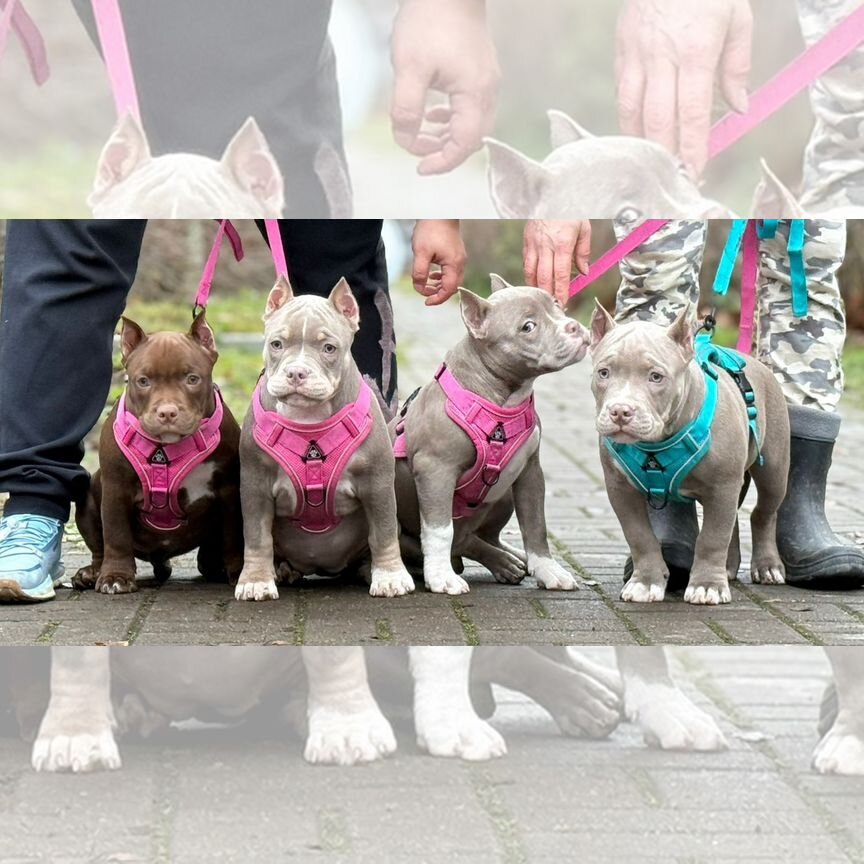 Американский булли, щенок