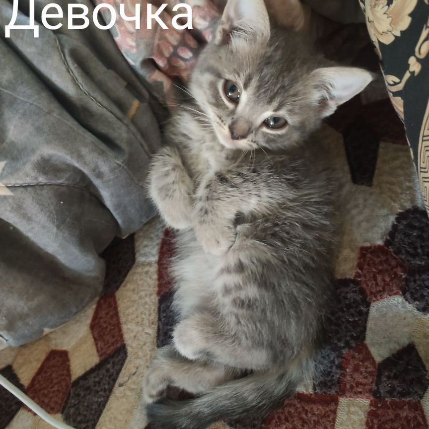 Котята в добрые руки
