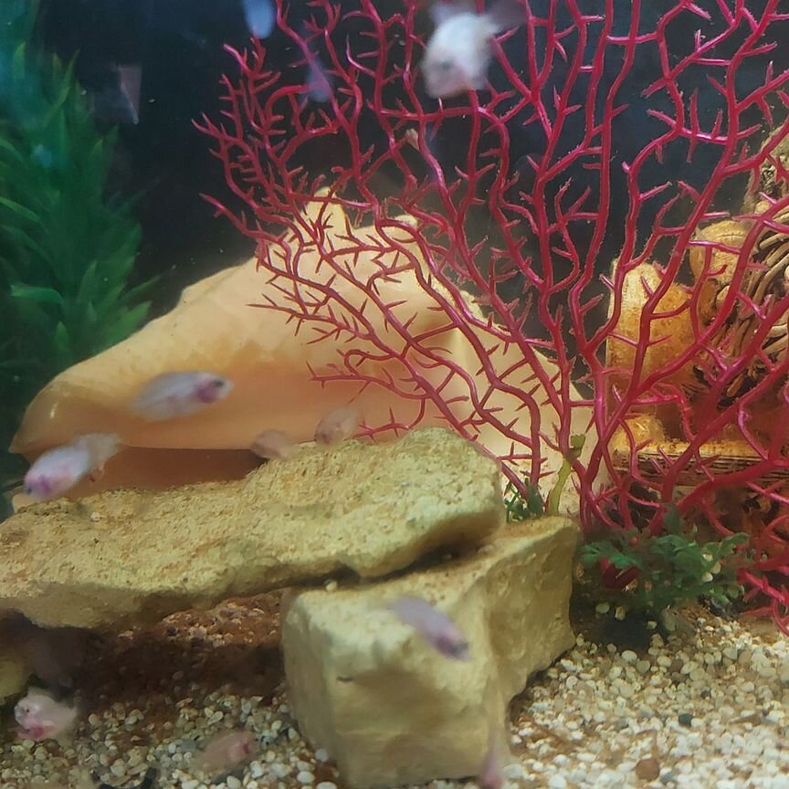 Аквариумные рыбы цихлиды