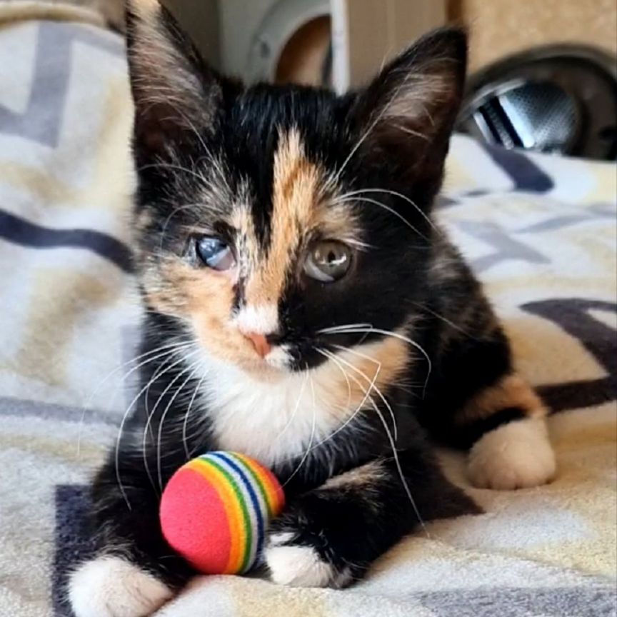 Кошечка в добрые руки