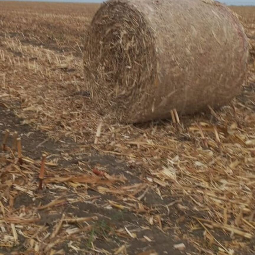 Кукурузное сено