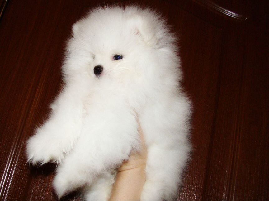 Шпиц мальчик мини красавчик