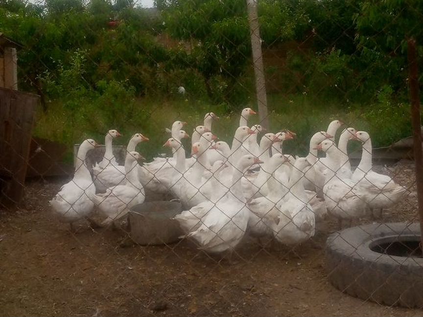 Гуси молодняк