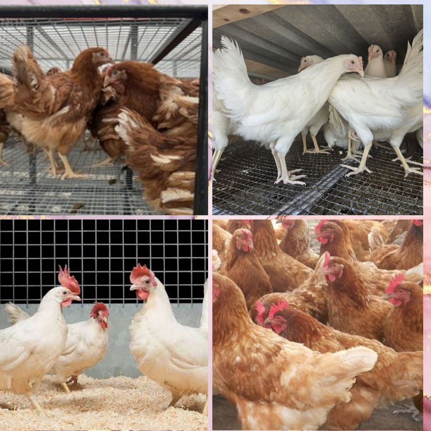 Куры молодки