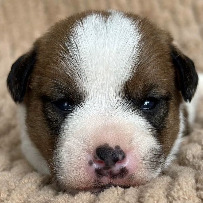 Джек-рассел-терьер, щенок