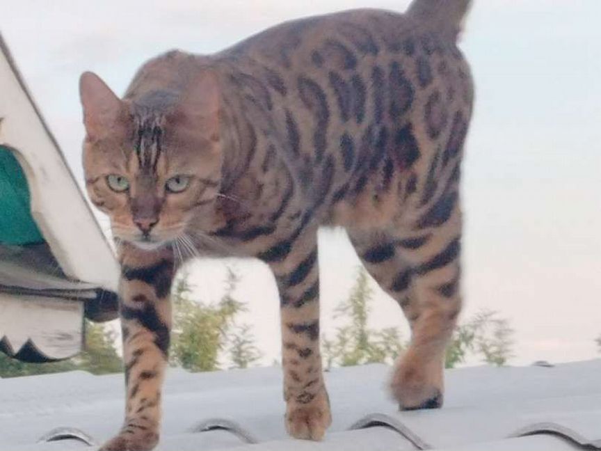 Бенгальская кошка потерялся
