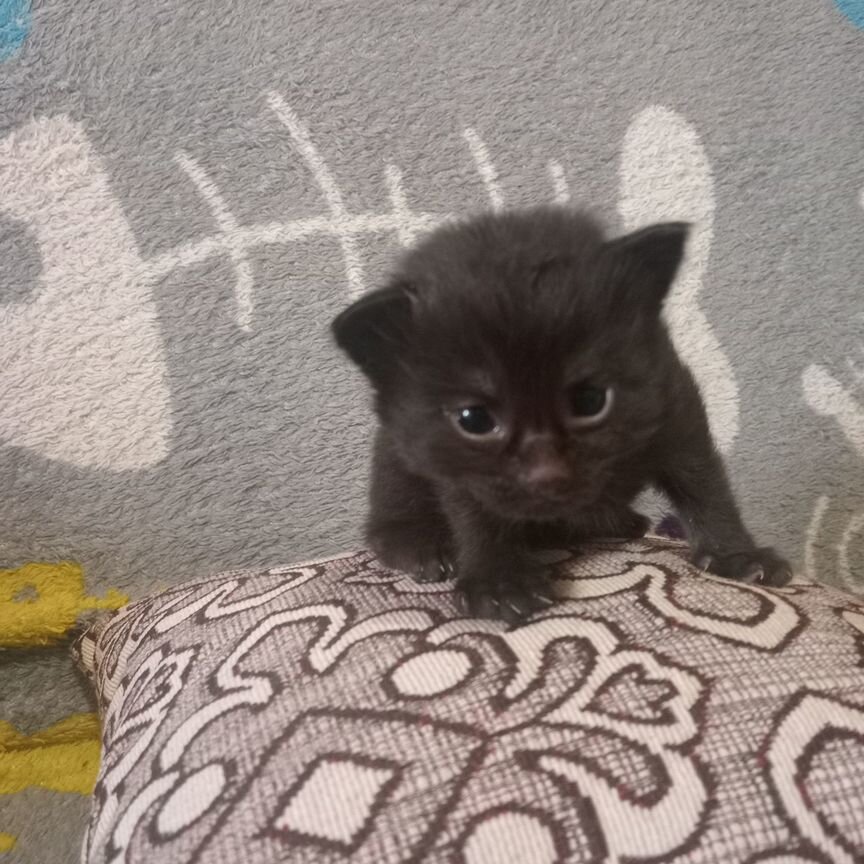 Котята бесплатно