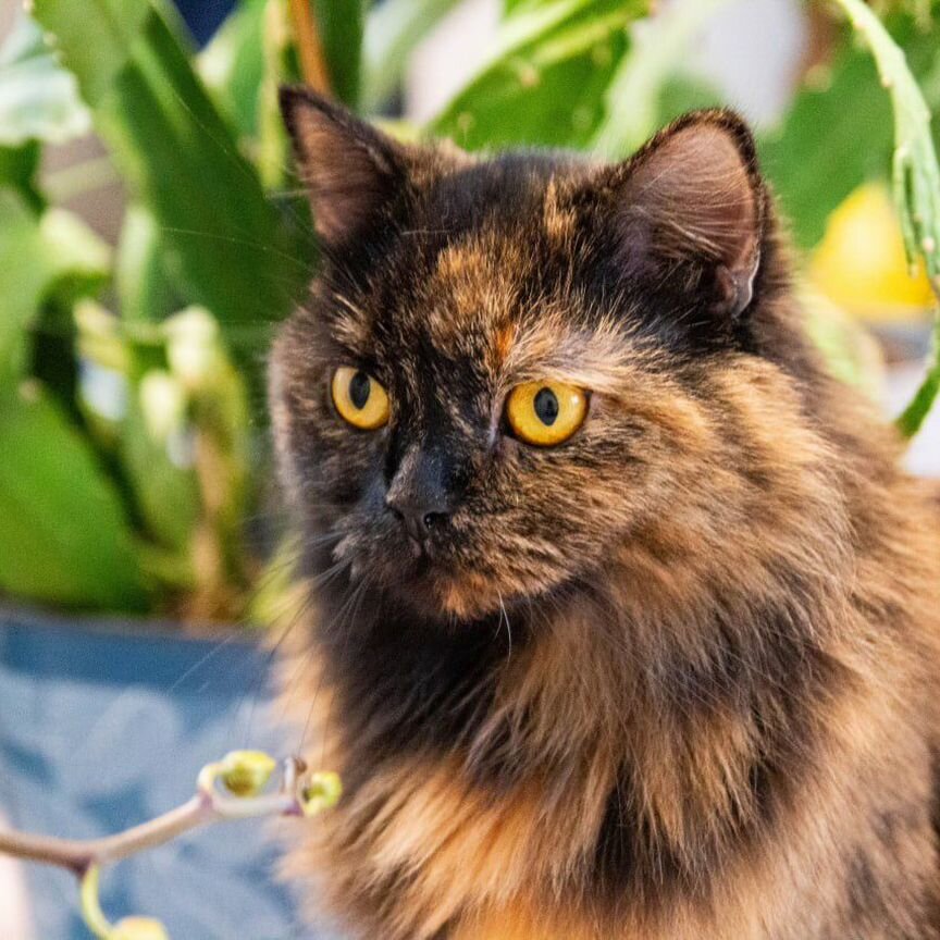 Кошечка ищет дом