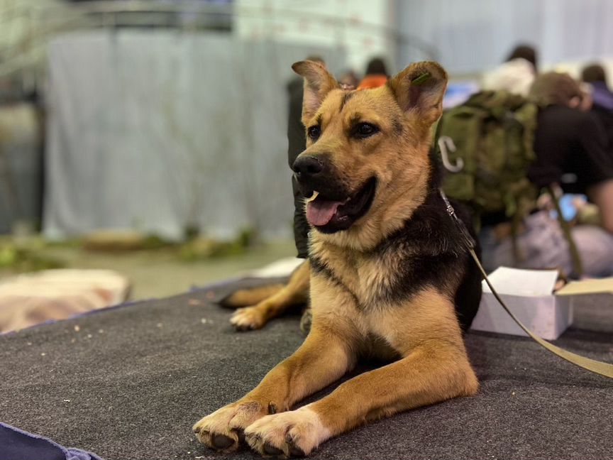 Собака обнимака-охраняка