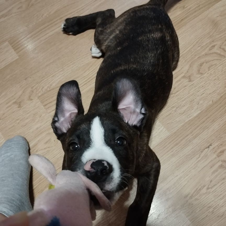 Щенок стаффорда