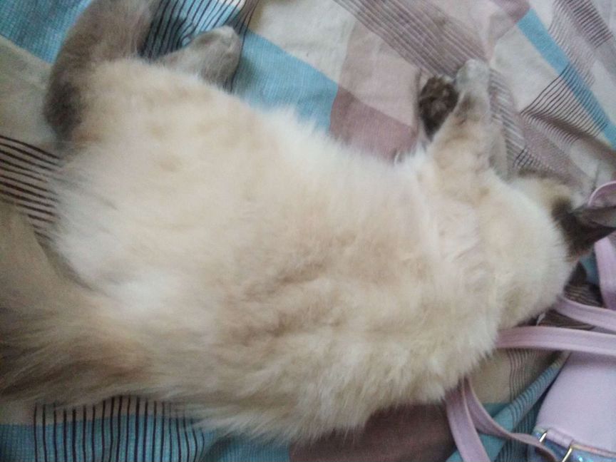 Сиамский кот