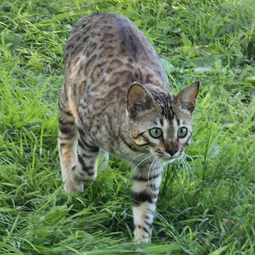 Бенгальские котята