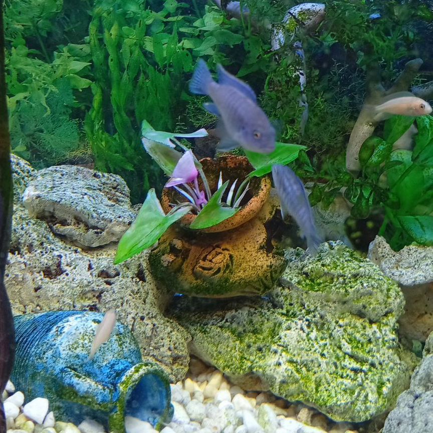 Малавийские цихлиды(молодняк)