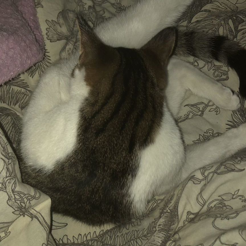 Длинноногая девчонка ищет мамПап