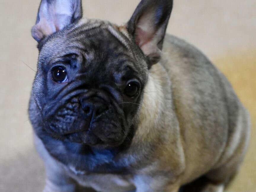 Кукольная французская леди