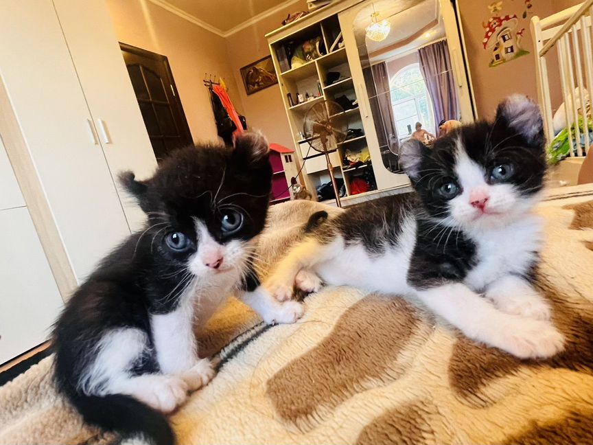 Котята смесь сфинкс